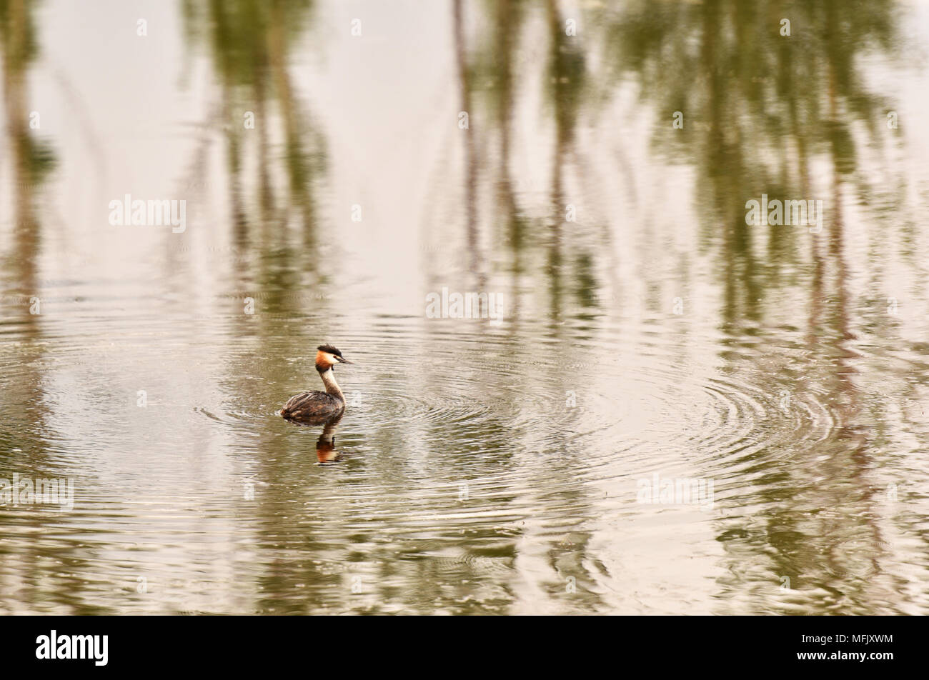 Migratory route hi-res stock photography and images - Alamy