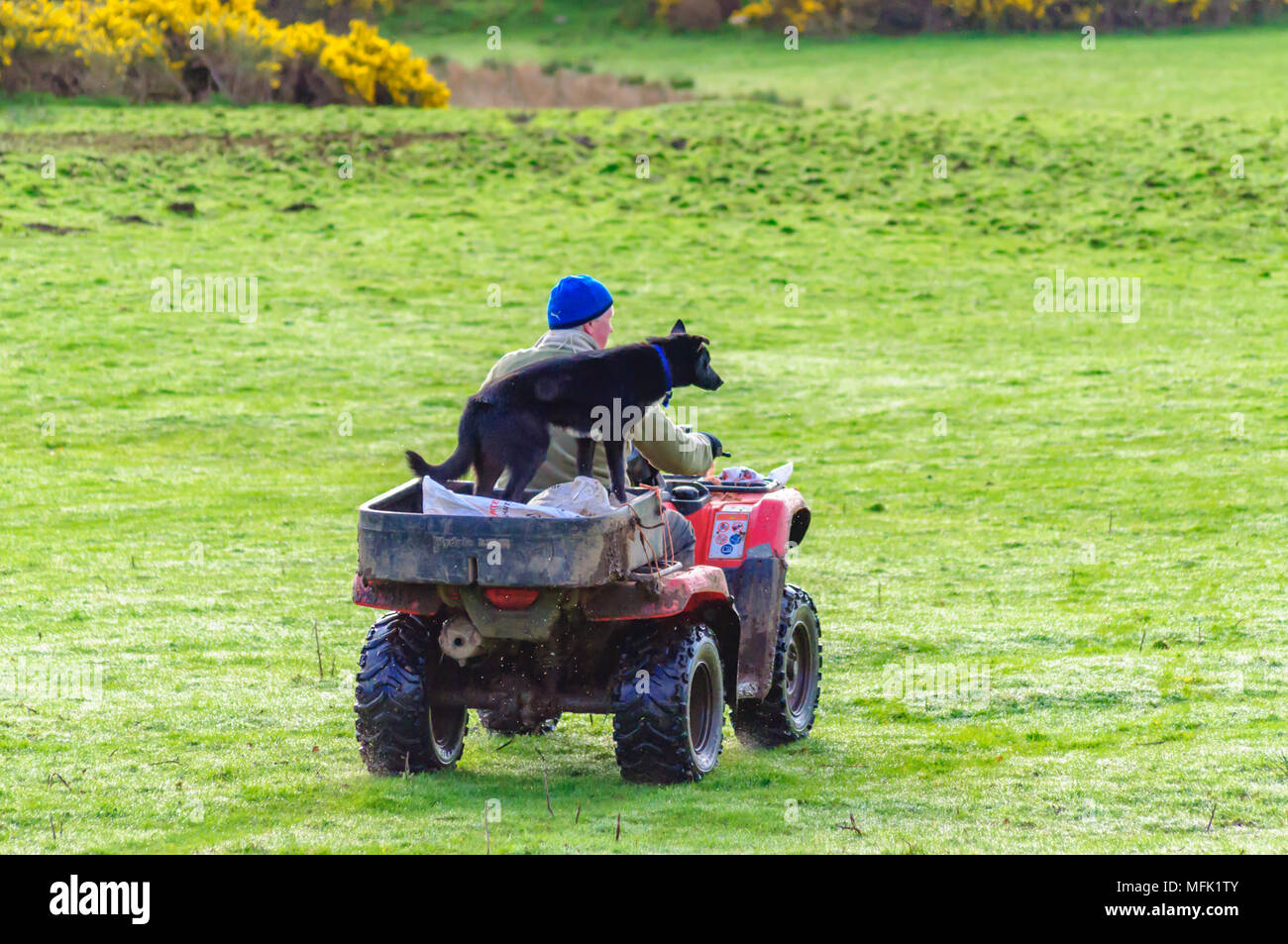 Farmer and his dog on quad bike hi-res stock photography and images - Alamy