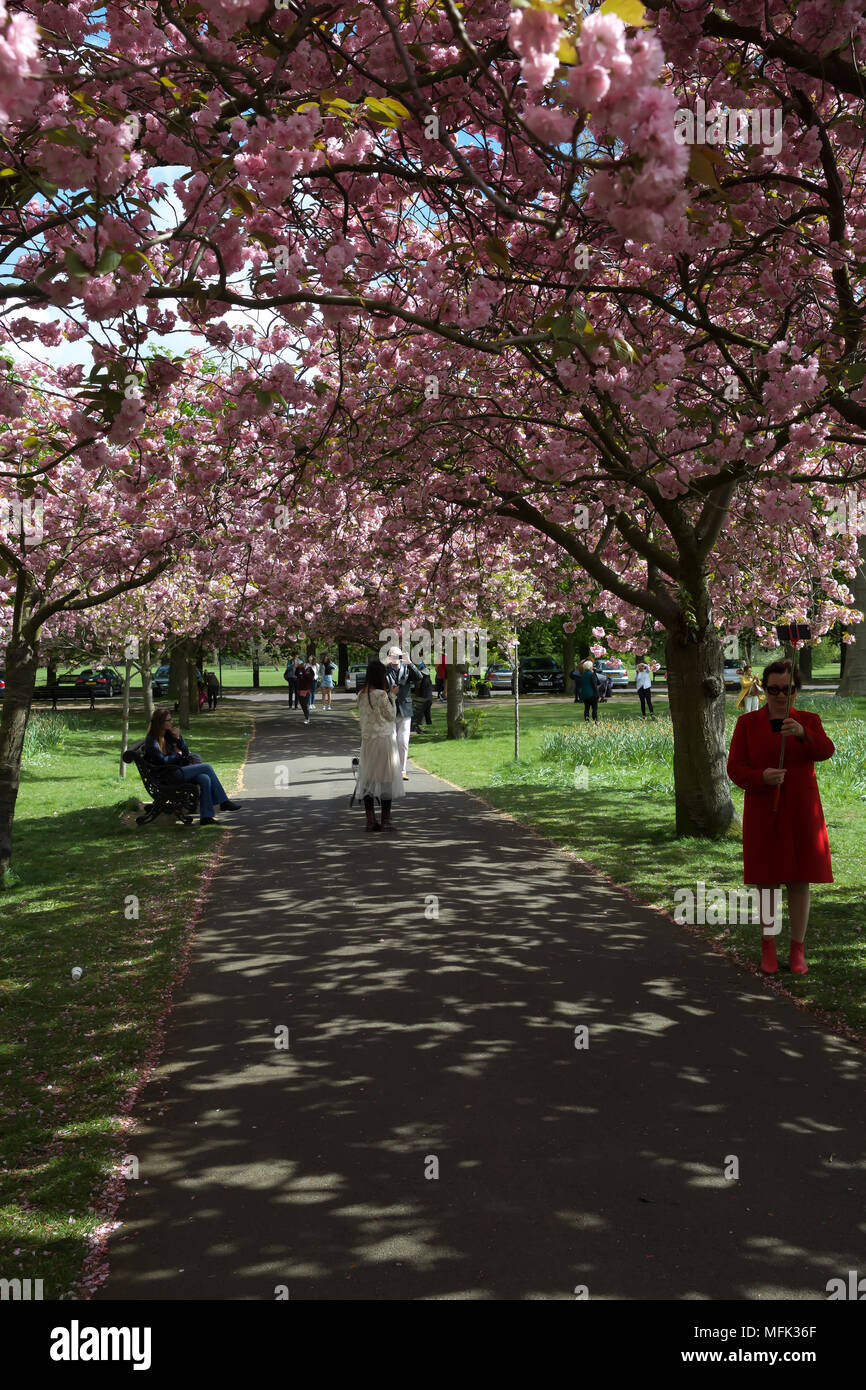 London,UK,26th April 2018,People admire the Cherry blossom trees in ...
