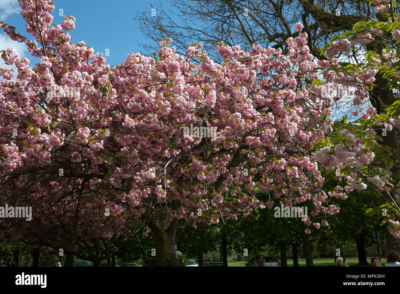 London,UK,26th April 2018,People admire the Cherry blossom trees in ...