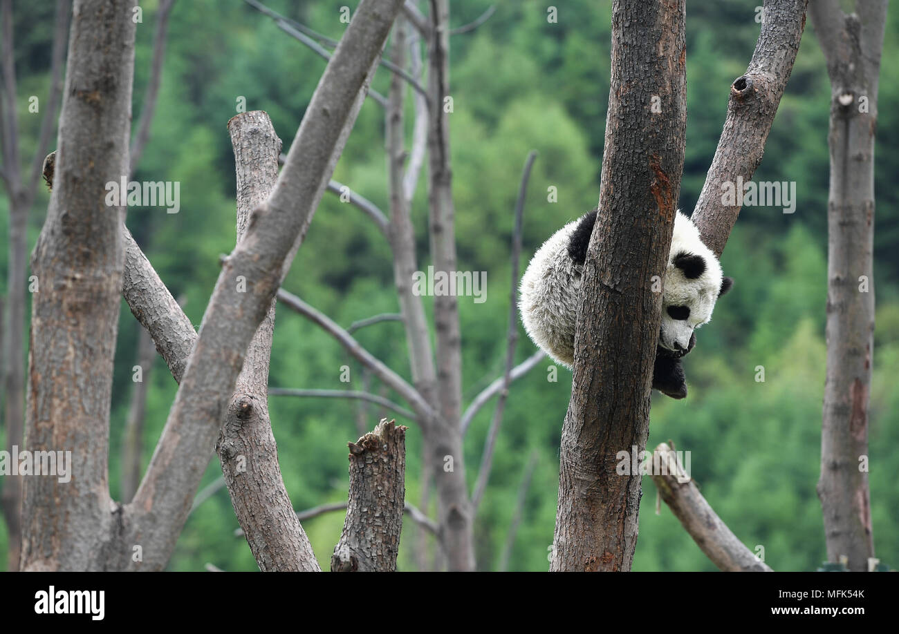 Chengdu. 12th May, 2008. A giant panda is seen at Wolong Shenshuping ...