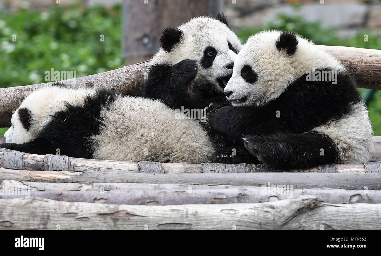 Chengdu. 12th May, 2008. Giant pandas are seen at Wolong Shenshuping ...