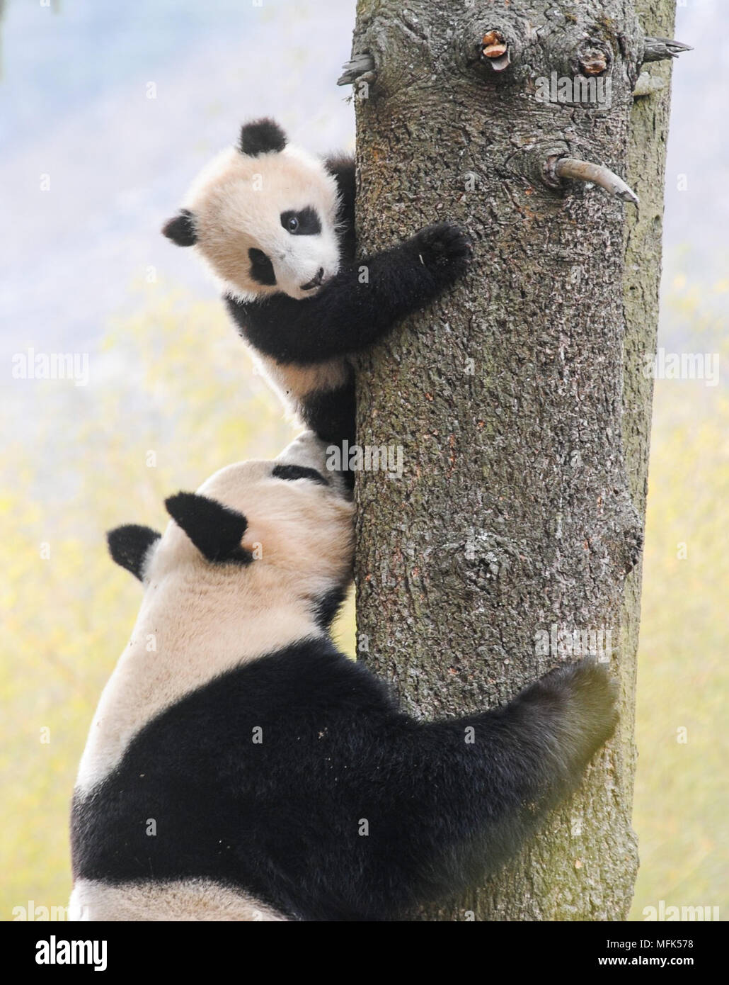 Chengdu. 26th Apr, 2018. File photo shows a giant panda cub (up) taking ...