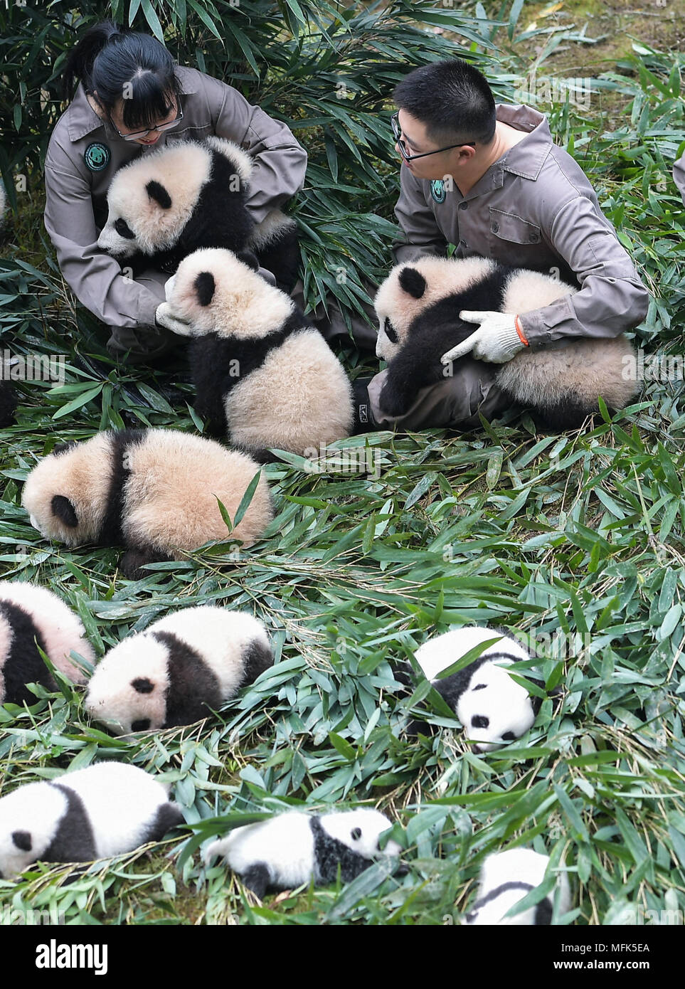 Chengdu. 12th May, 2008. Giant panda cubs are seen at Ya'an Bifengxia ...