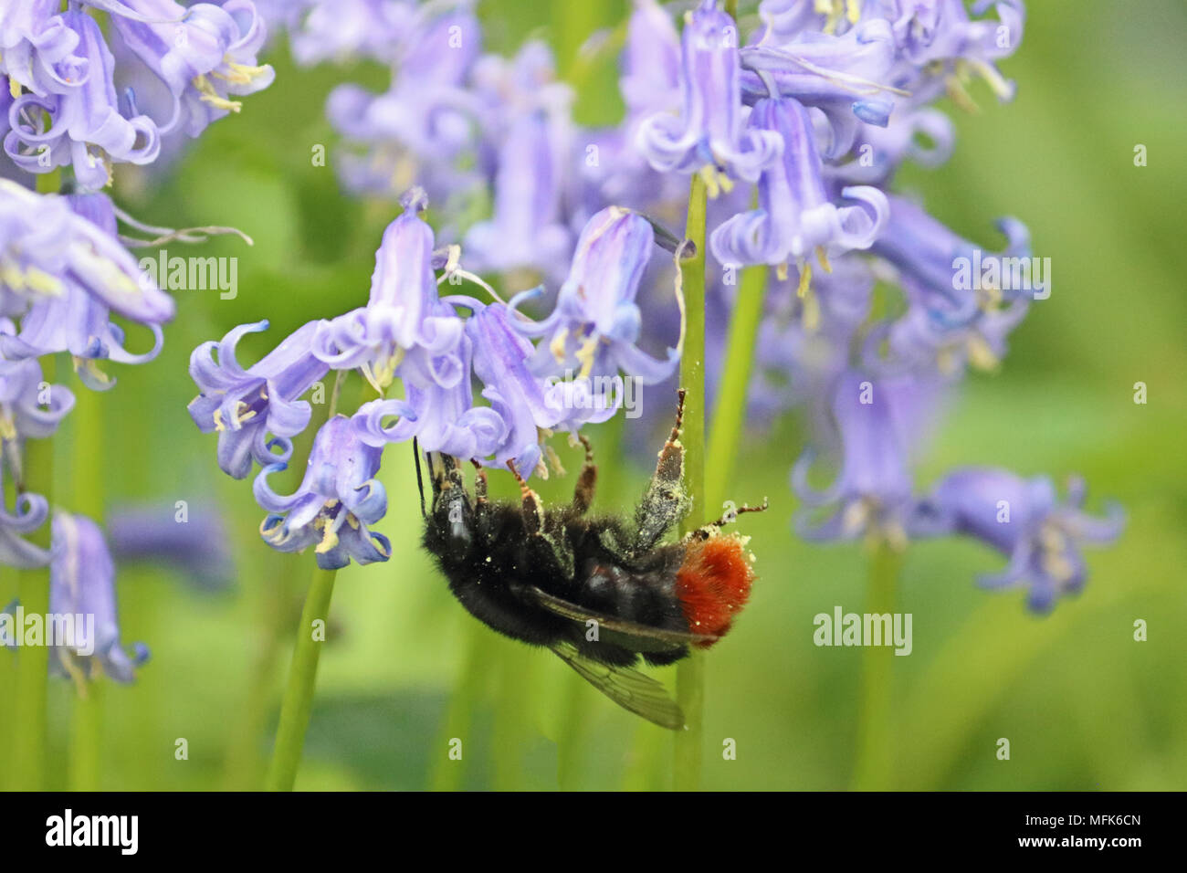 Uk native bee macro hi-res stock photography and images - Alamy