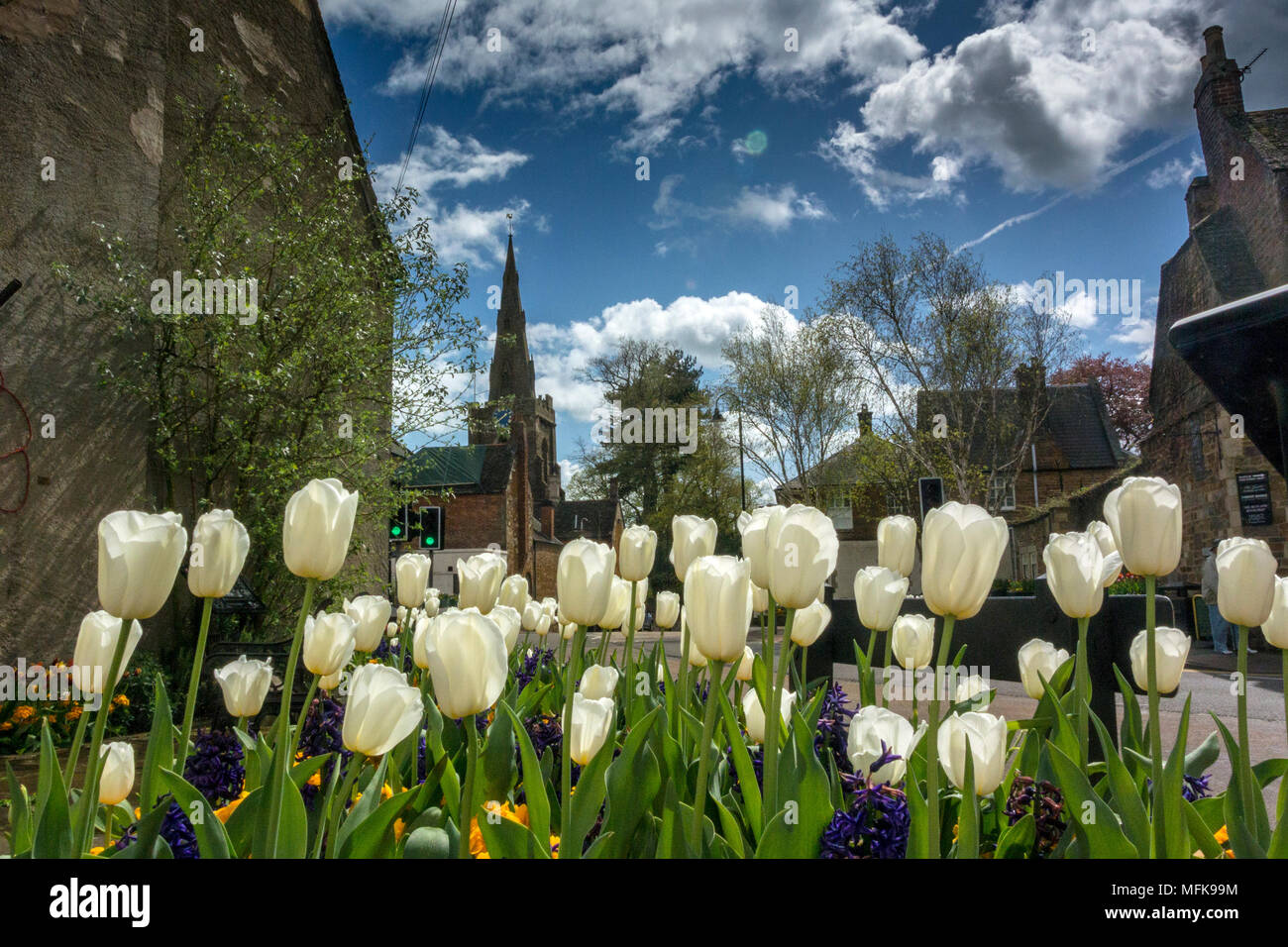Trains and daffodils hi-res stock photography and images - Alamy