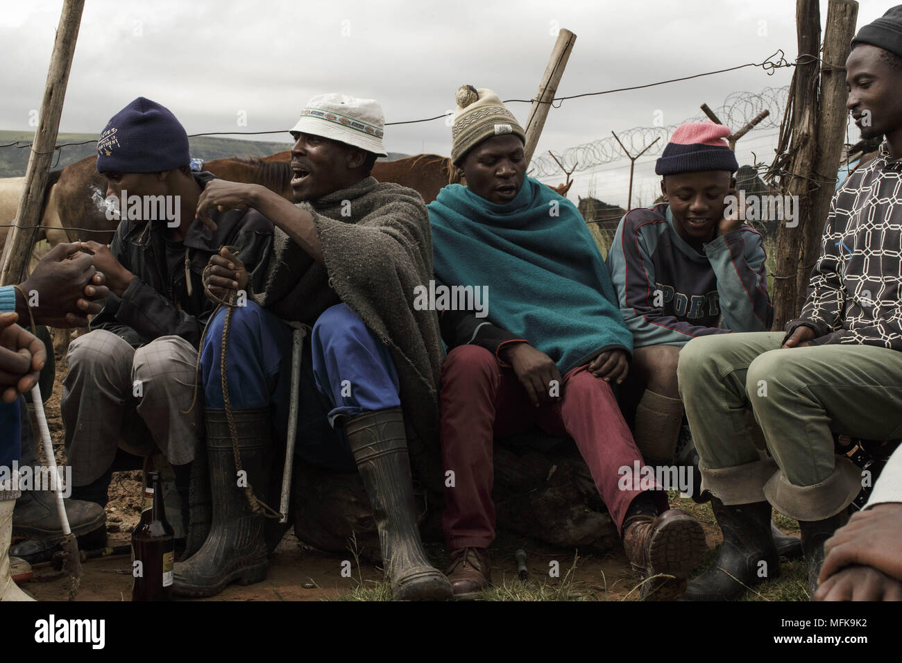 Sotho horse hi-res stock photography and images - Alamy