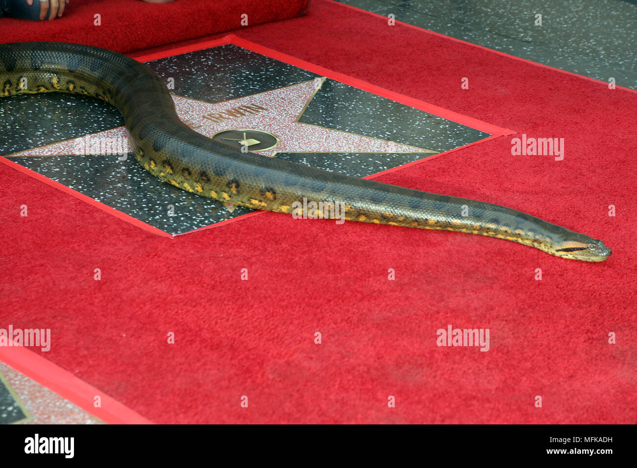 Hollywood, USA. 26th Apr, 2018. Snake pictured as Steve Irwin is ...