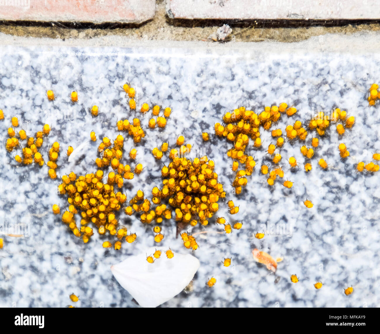 Young spiders, hatched from eggs in the nest. Colony of newborn Stock ...