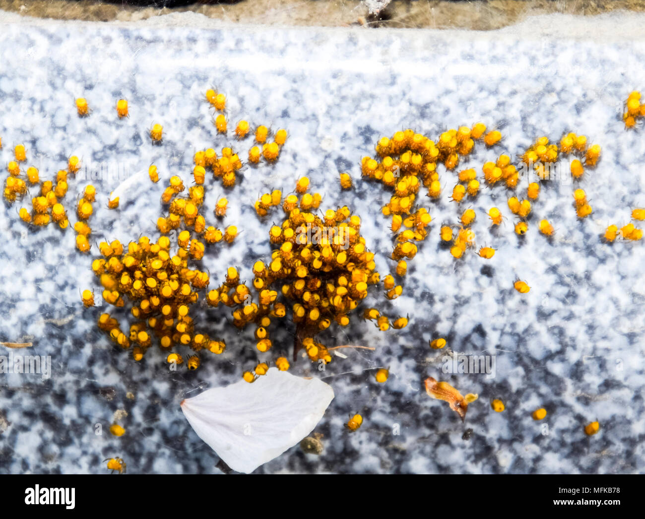 Cluster of spider eggs hi-res stock photography and images - Alamy