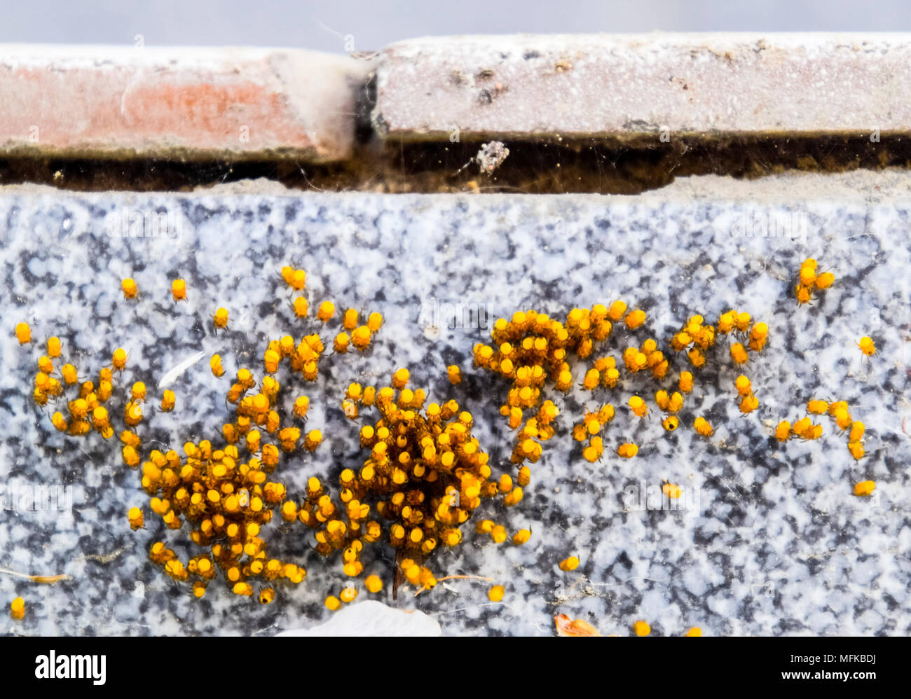 Young spiders, hatched from eggs in the nest. Colony of newborn Stock ...