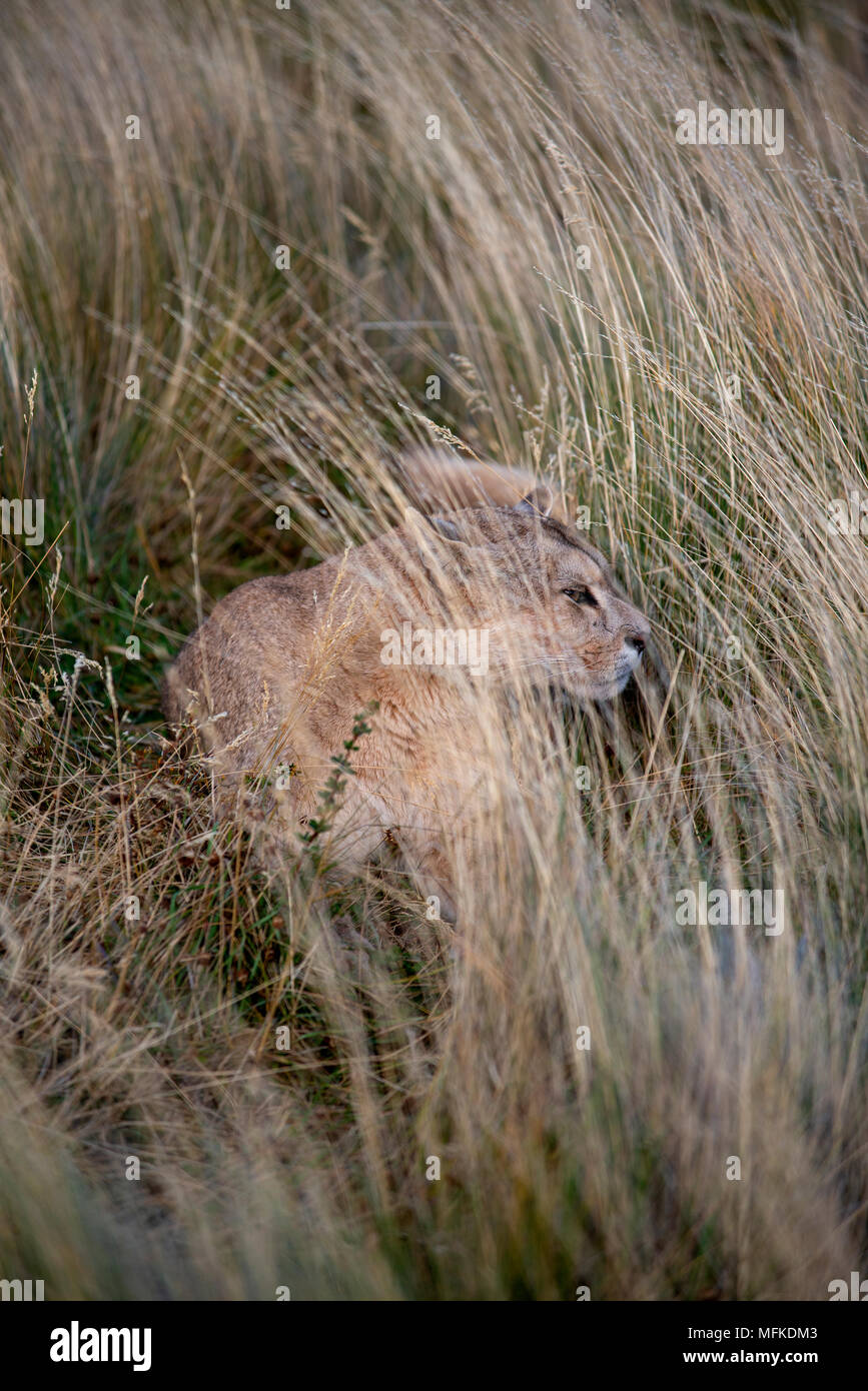 Layin hi-res stock photography and images - Alamy