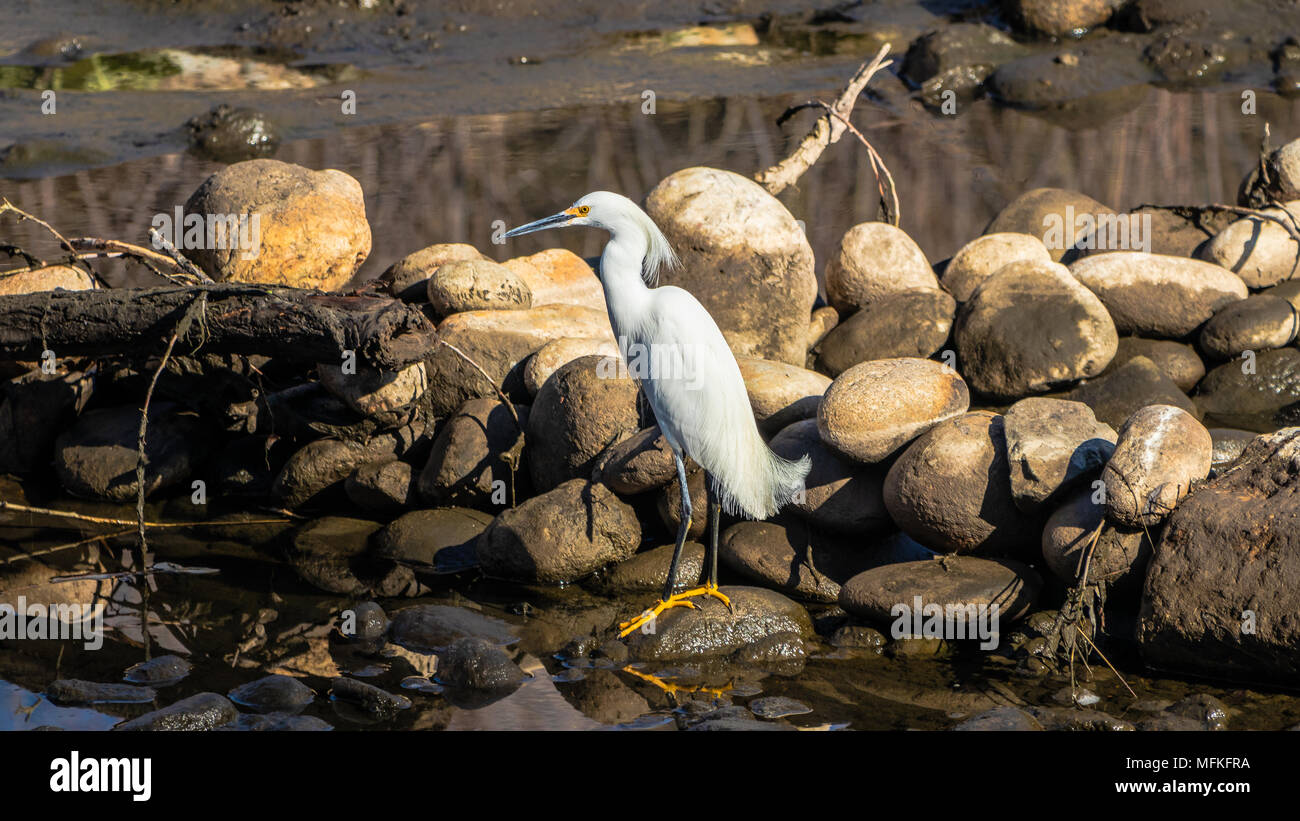 Snowy Egret, egretta thula, in breeding plumage showing its golden ...