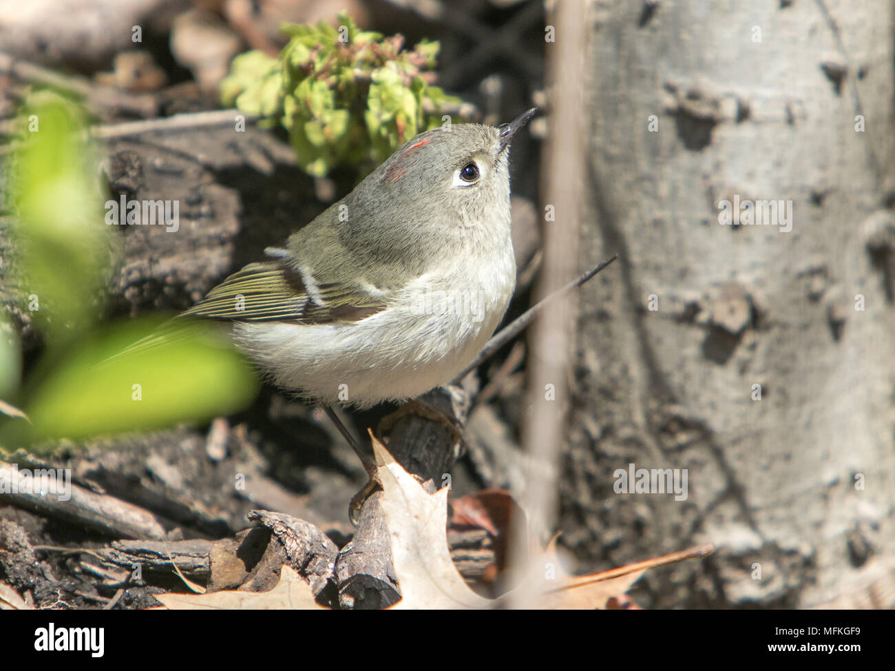 Ruby-crowned kinglet [Regulus Calendula]. Central Park, NYC Stock Photo - Alamy