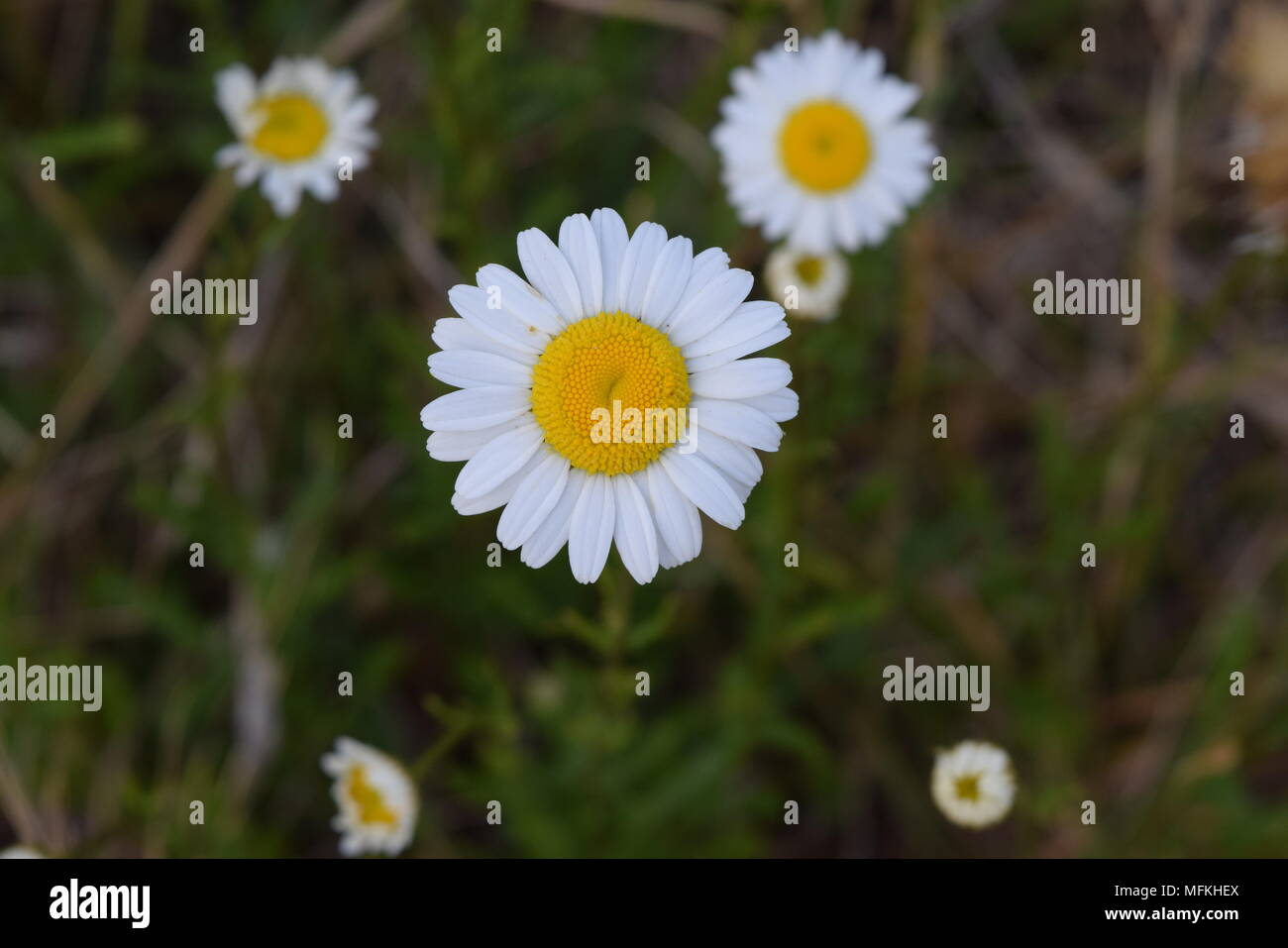 Beautiful single daisy flower hi-res stock photography and images - Alamy