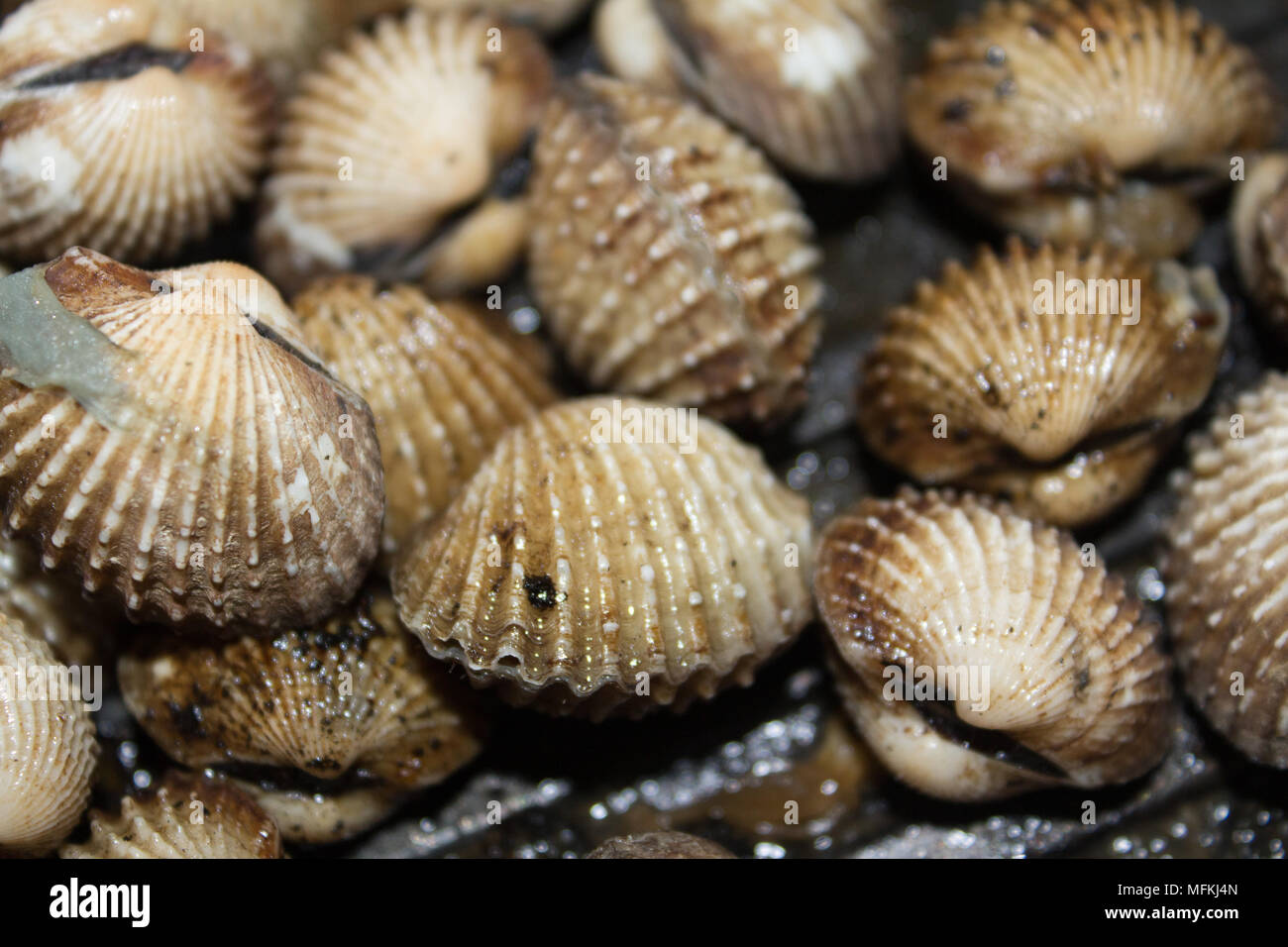 seashell at seashore Stock Photo - Alamy