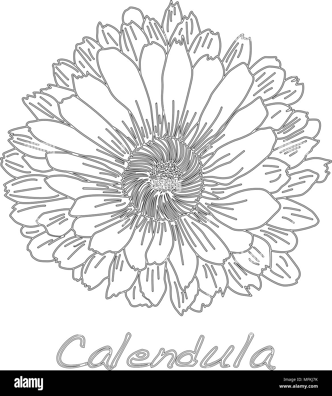 Calendula. Medical herb illustration isolated on white Stock Vector ...