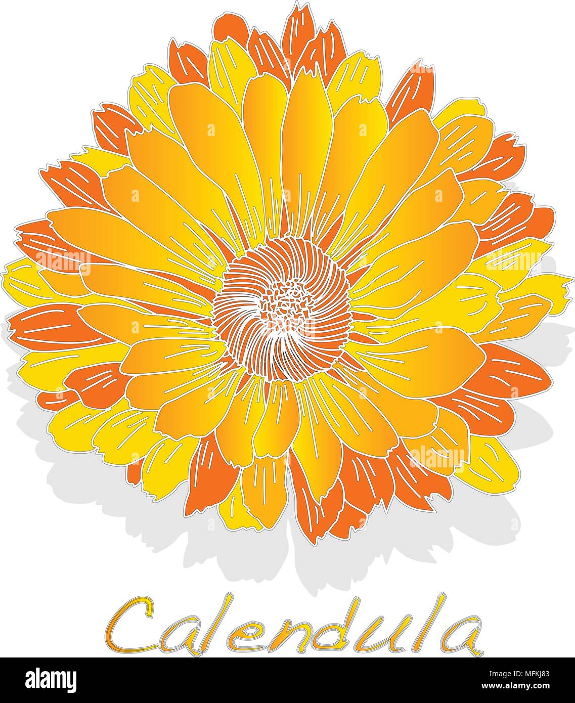 Calendula. Medical herb illustration isolated on white Stock Vector ...
