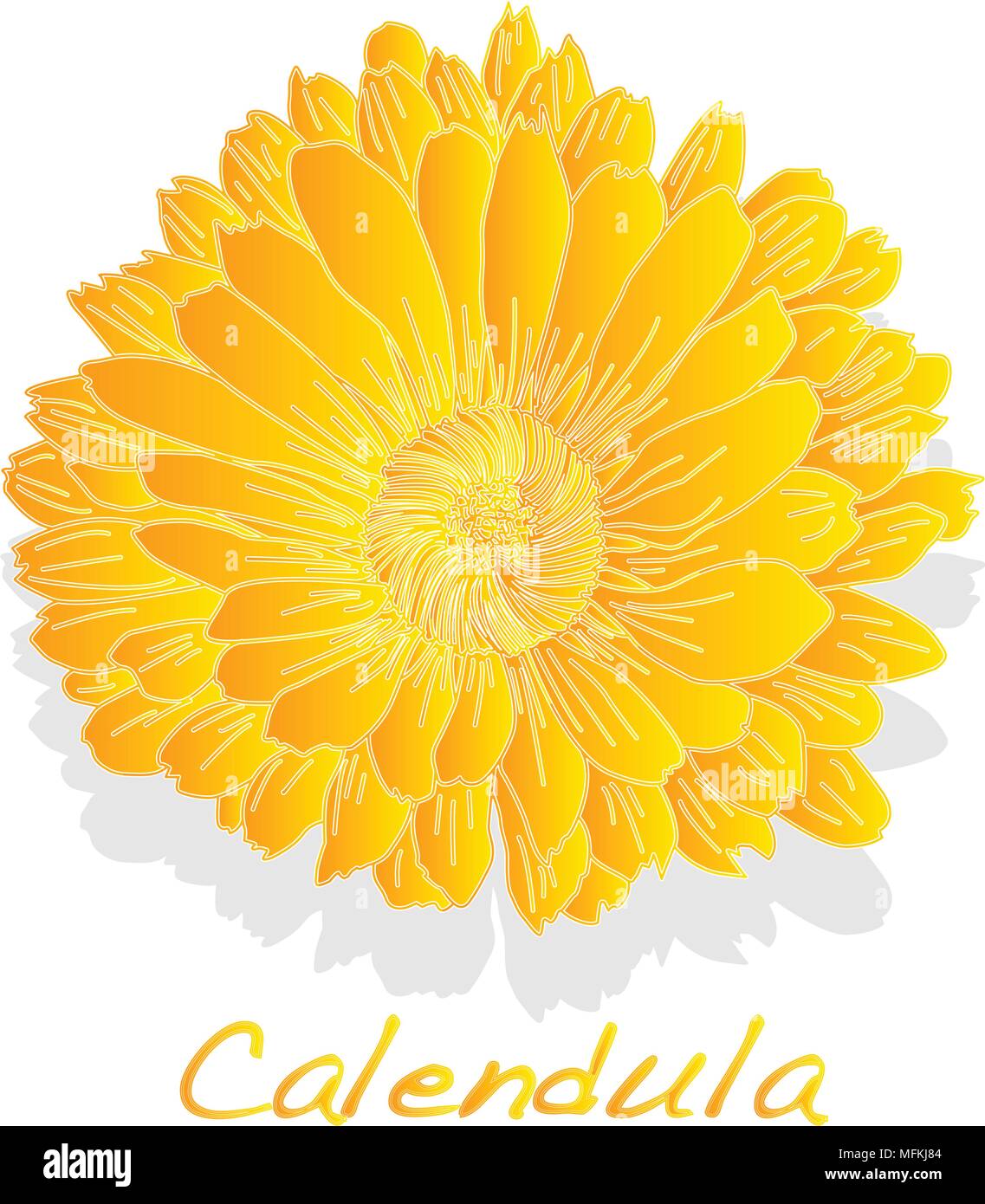 Calendula. Medical herb illustration isolated on white Stock Vector ...