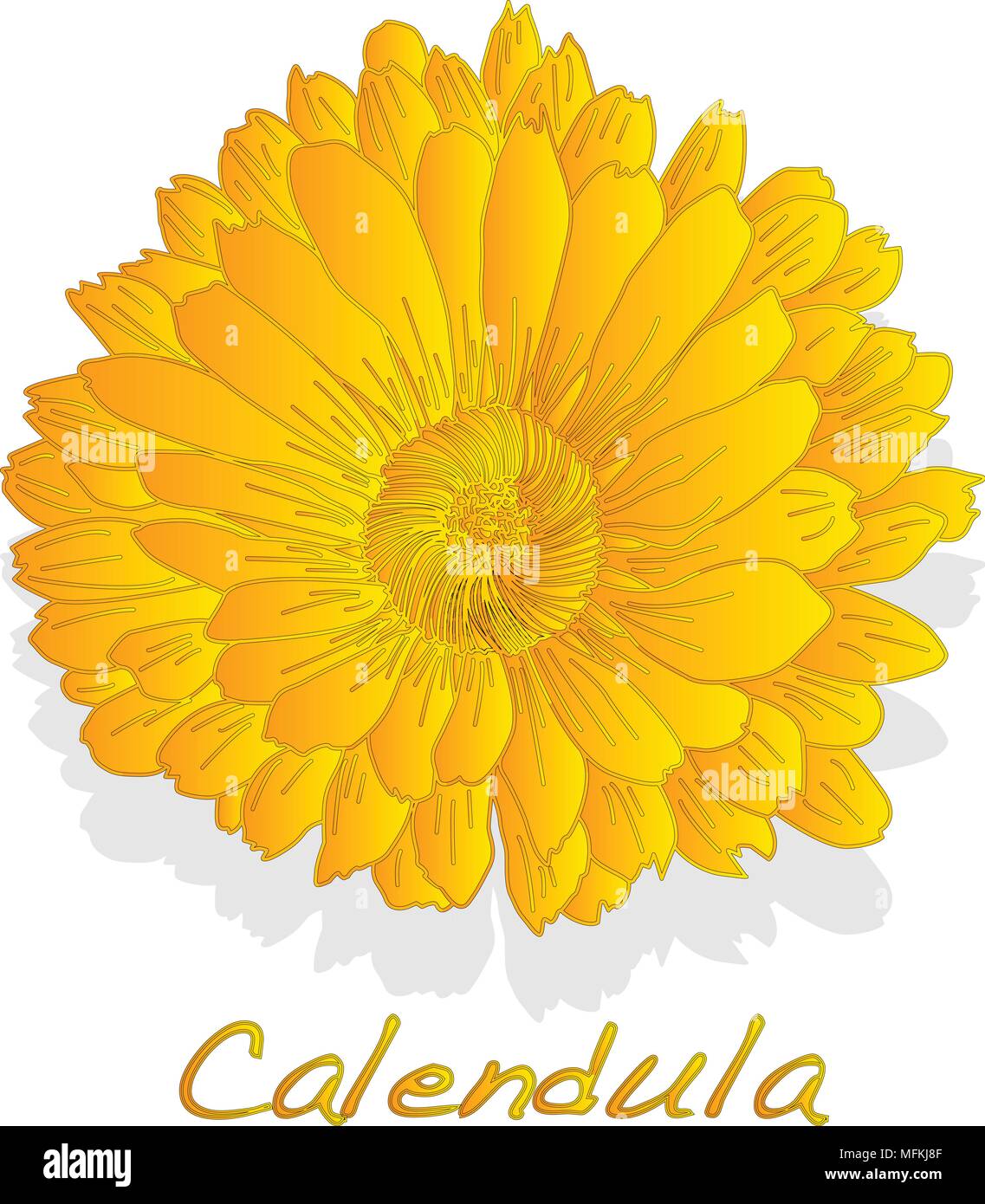 Calendula. Medical herb illustration isolated on white Stock Vector ...