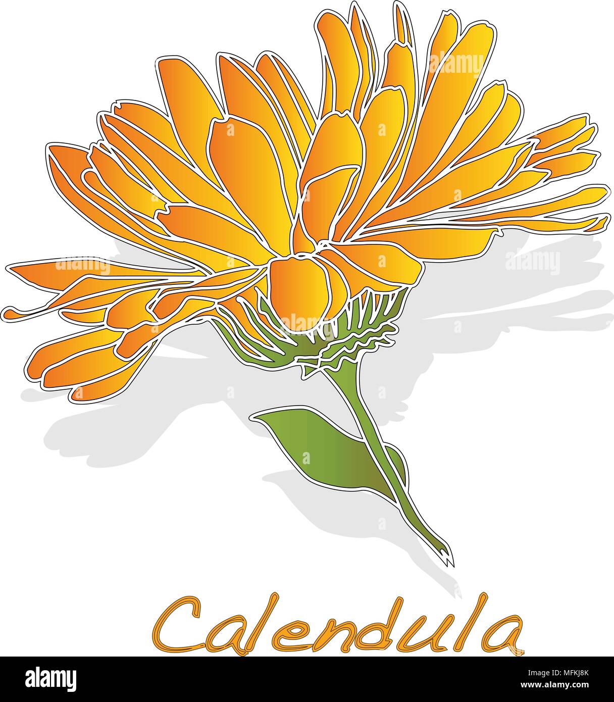 Calendula. Medical herb illustration isolated on white Stock Vector ...