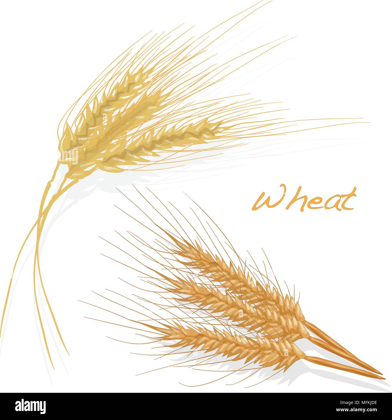 Wheat illustration set on white background isolated Stock Vector Image ...
