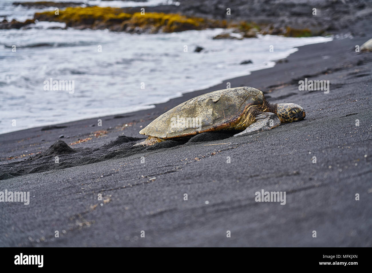 Green Sea Turtle at Puanalu'u Black Sand Beach Stock Photo - Alamy