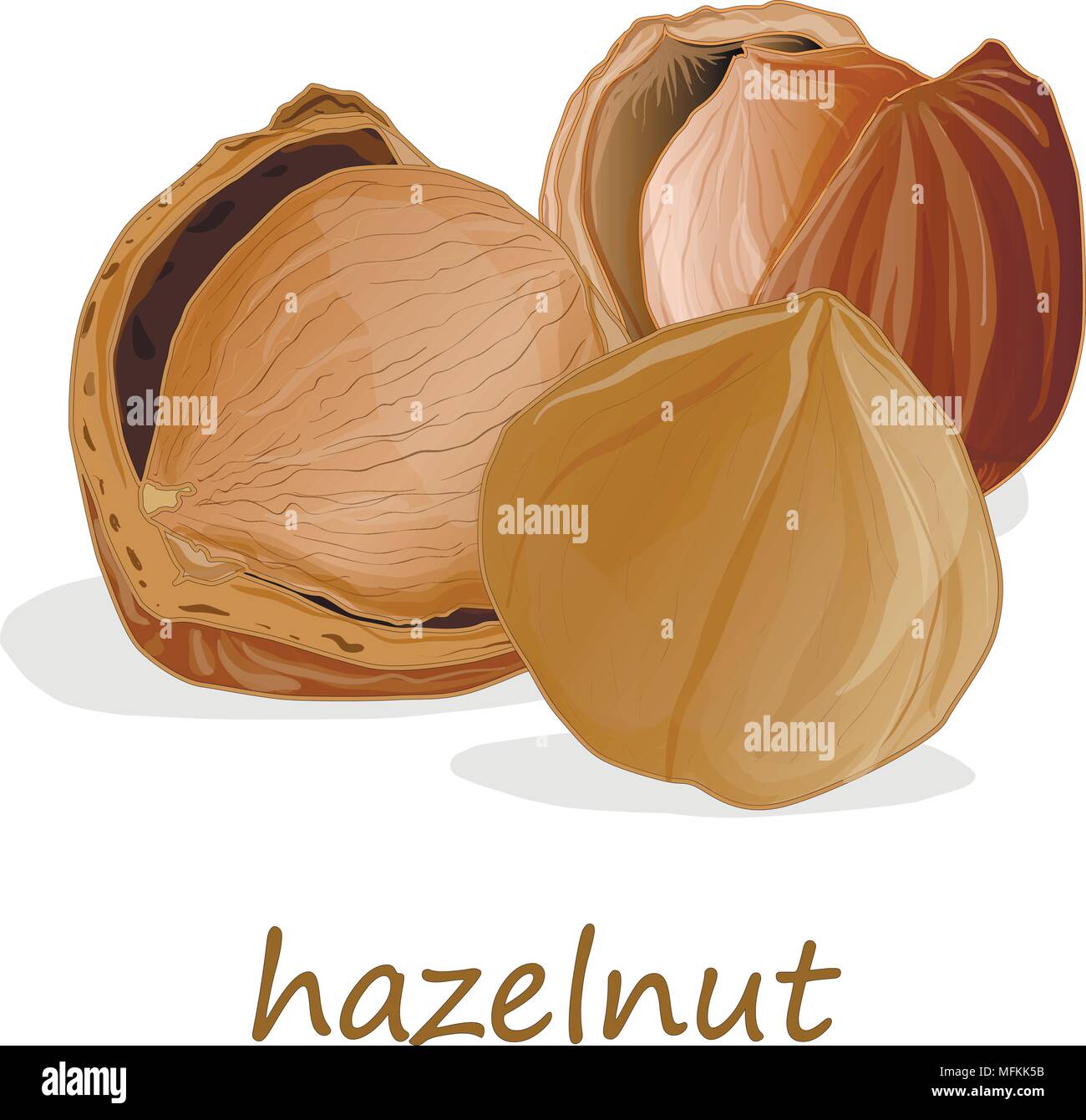 Closeup of hazelnuts, isolated on the white background. Illustration ...