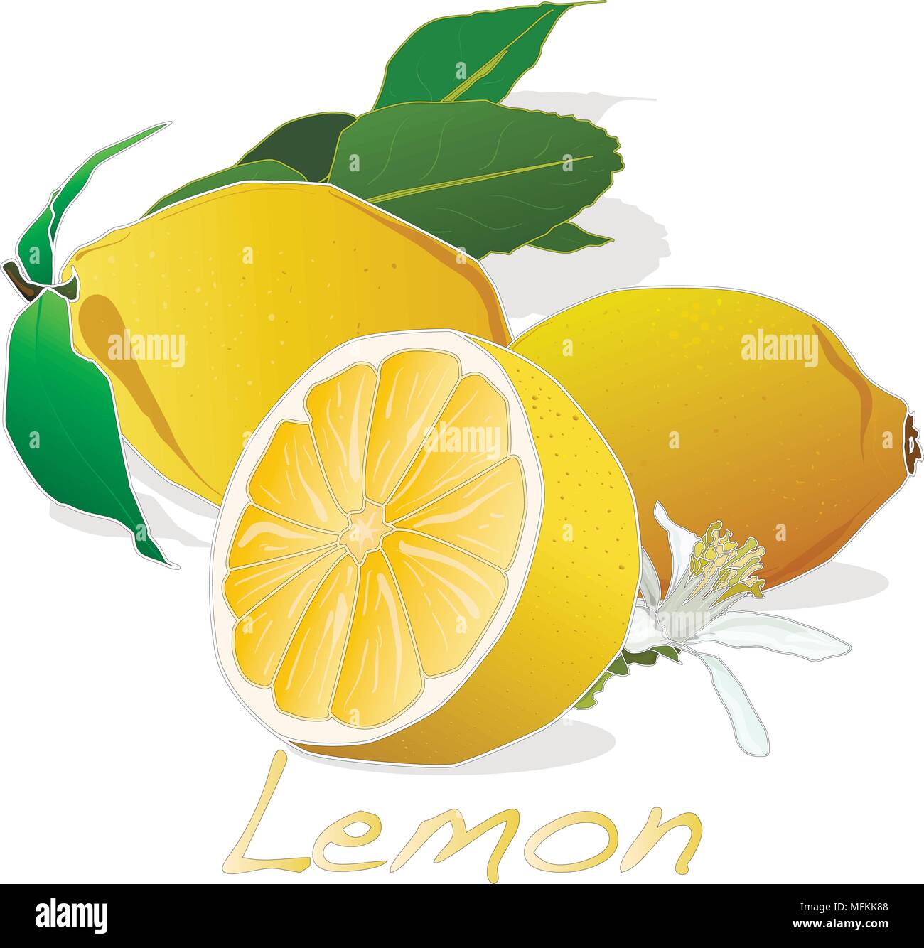 Collection of lemon fruit illustrations isolated on white Stock Vector ...
