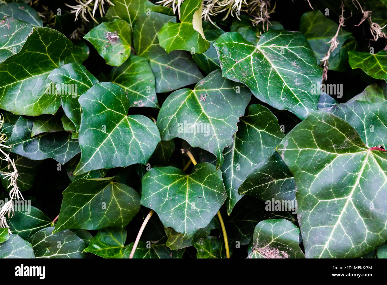 Background of green and dirty ivy plant leaves Stock Photo - Alamy
