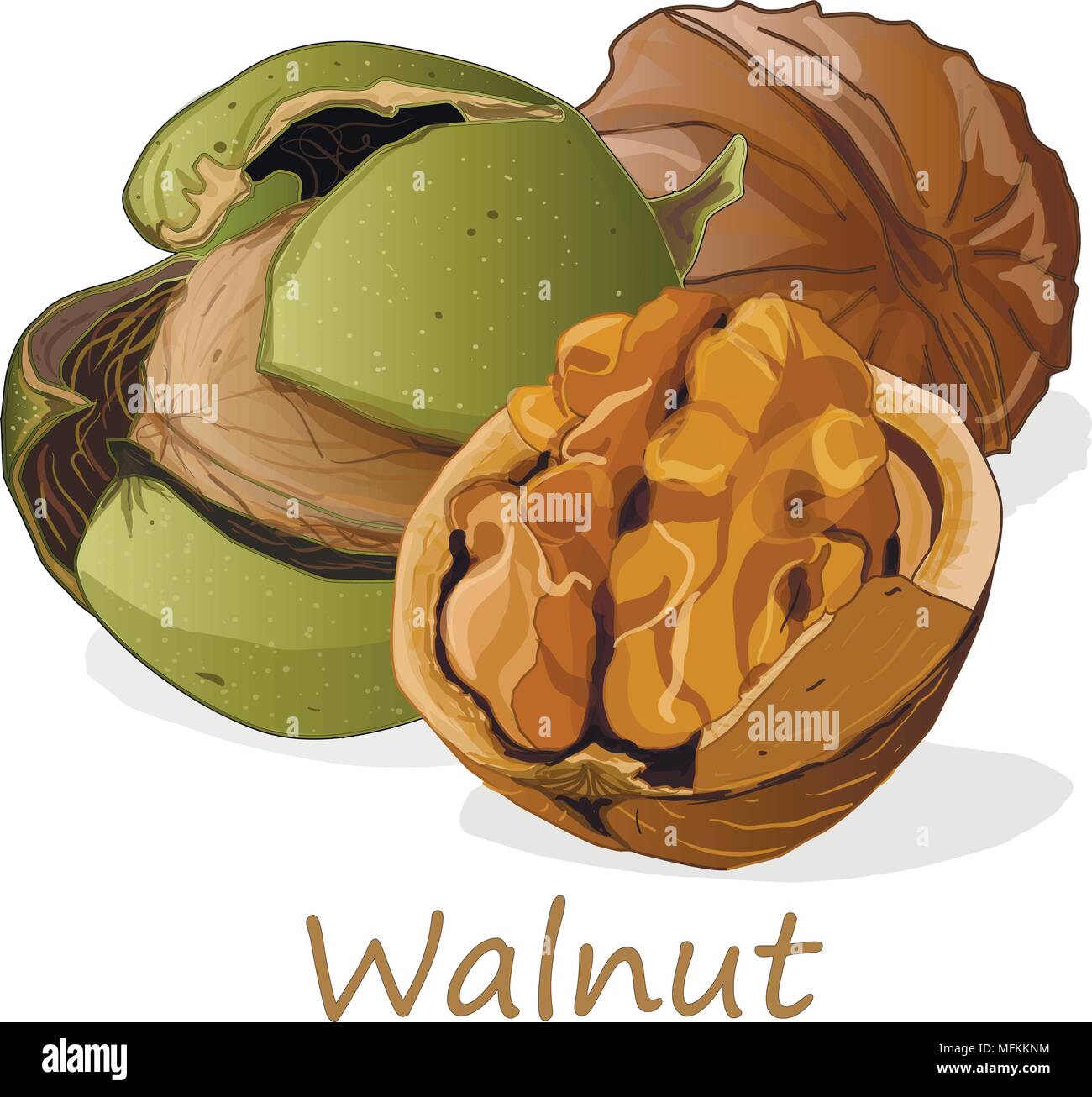Walnuts isolated on white background. Illustration set Stock Vector ...