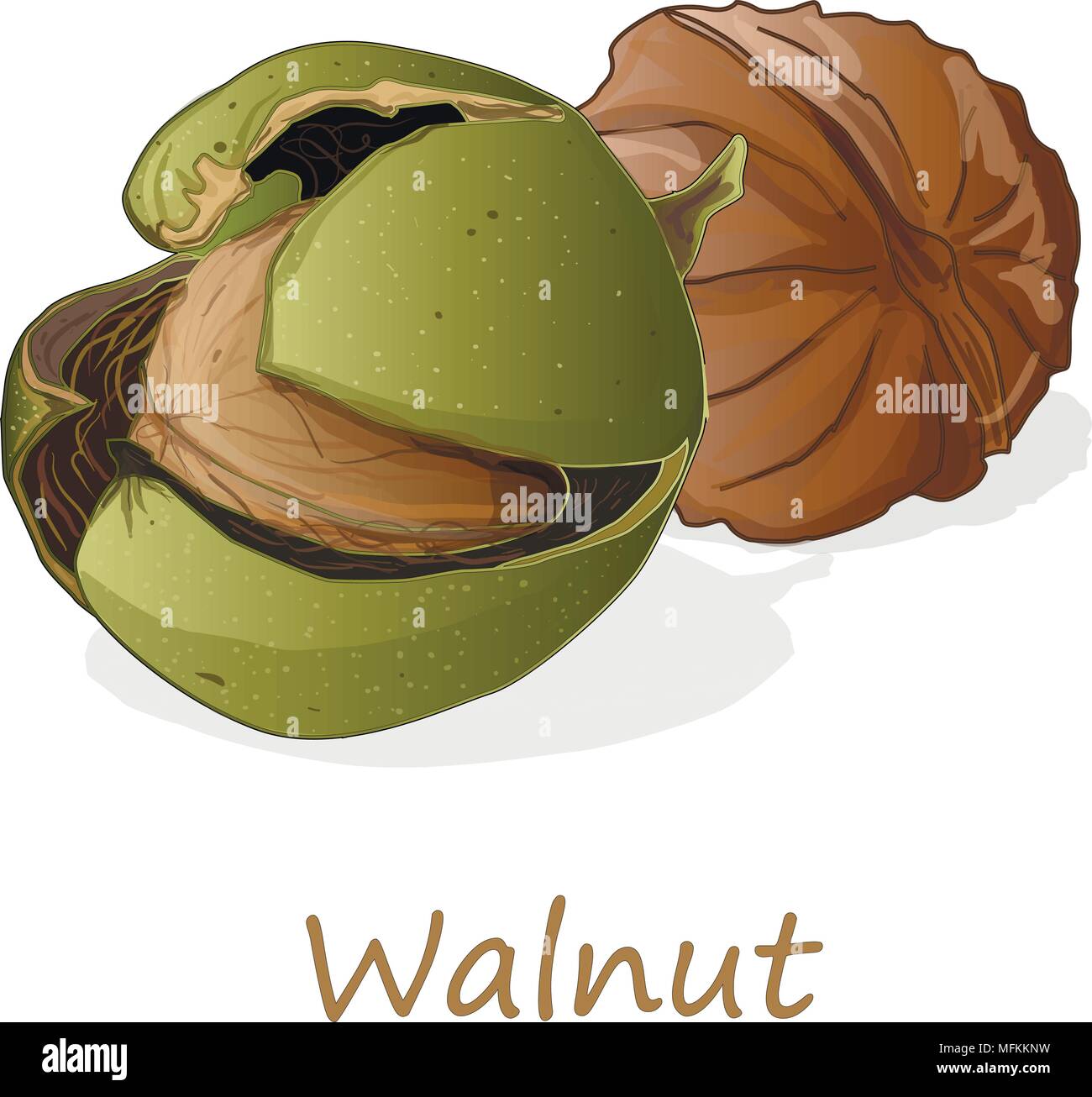 Walnuts isolated on white background. Illustration set Stock Vector ...