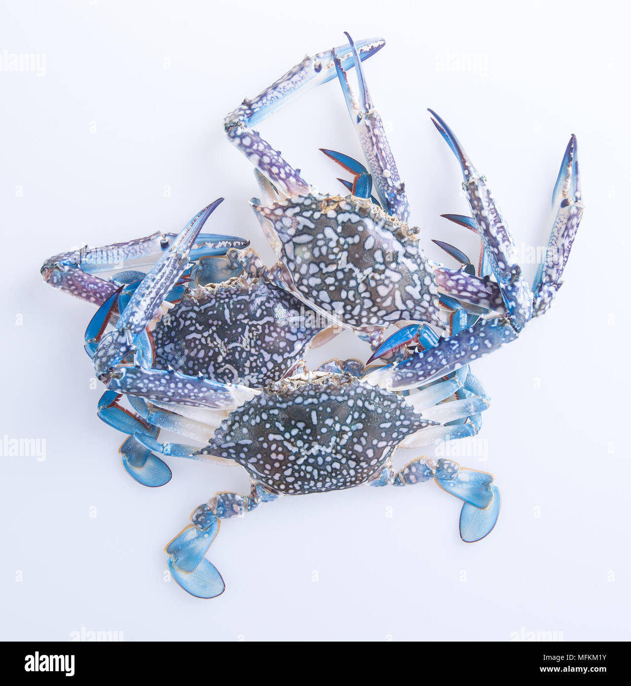 Live and steamed crabs hi-res stock photography and images - Alamy