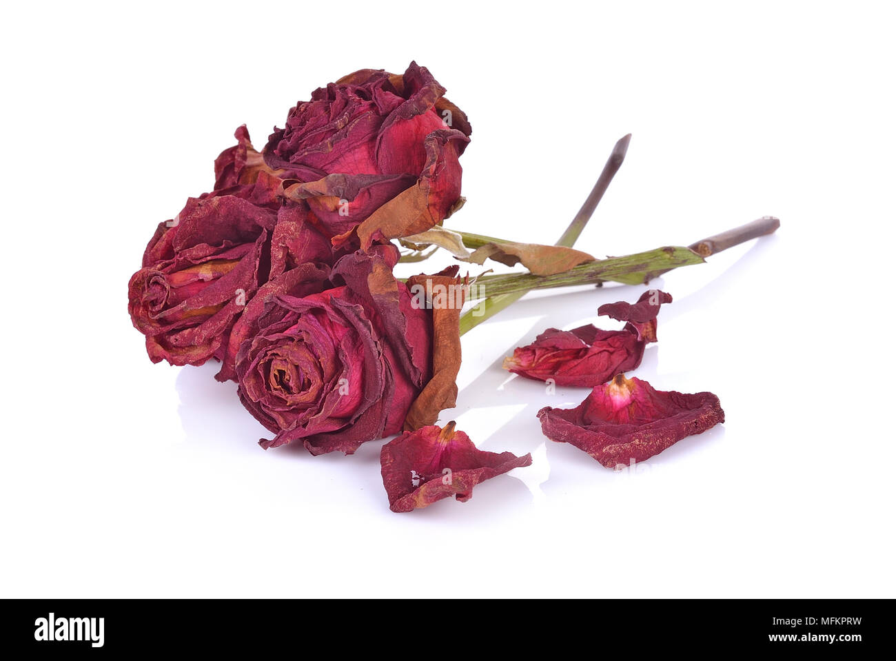 Dry roses isolated on white background Stock Photo - Alamy