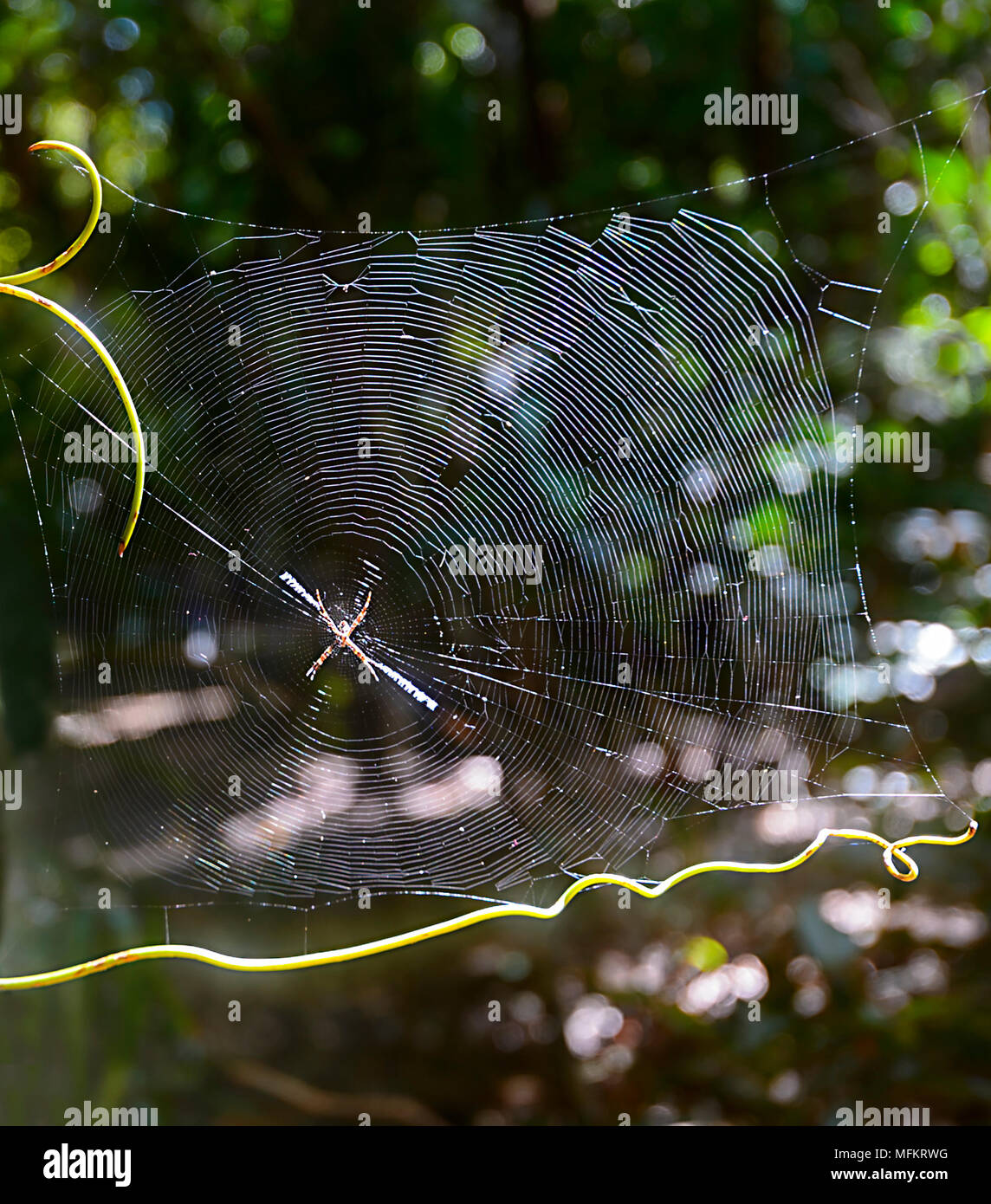 Backlit spiderweb of a St Andrew's Spider (Argiope sp.), Cape ...