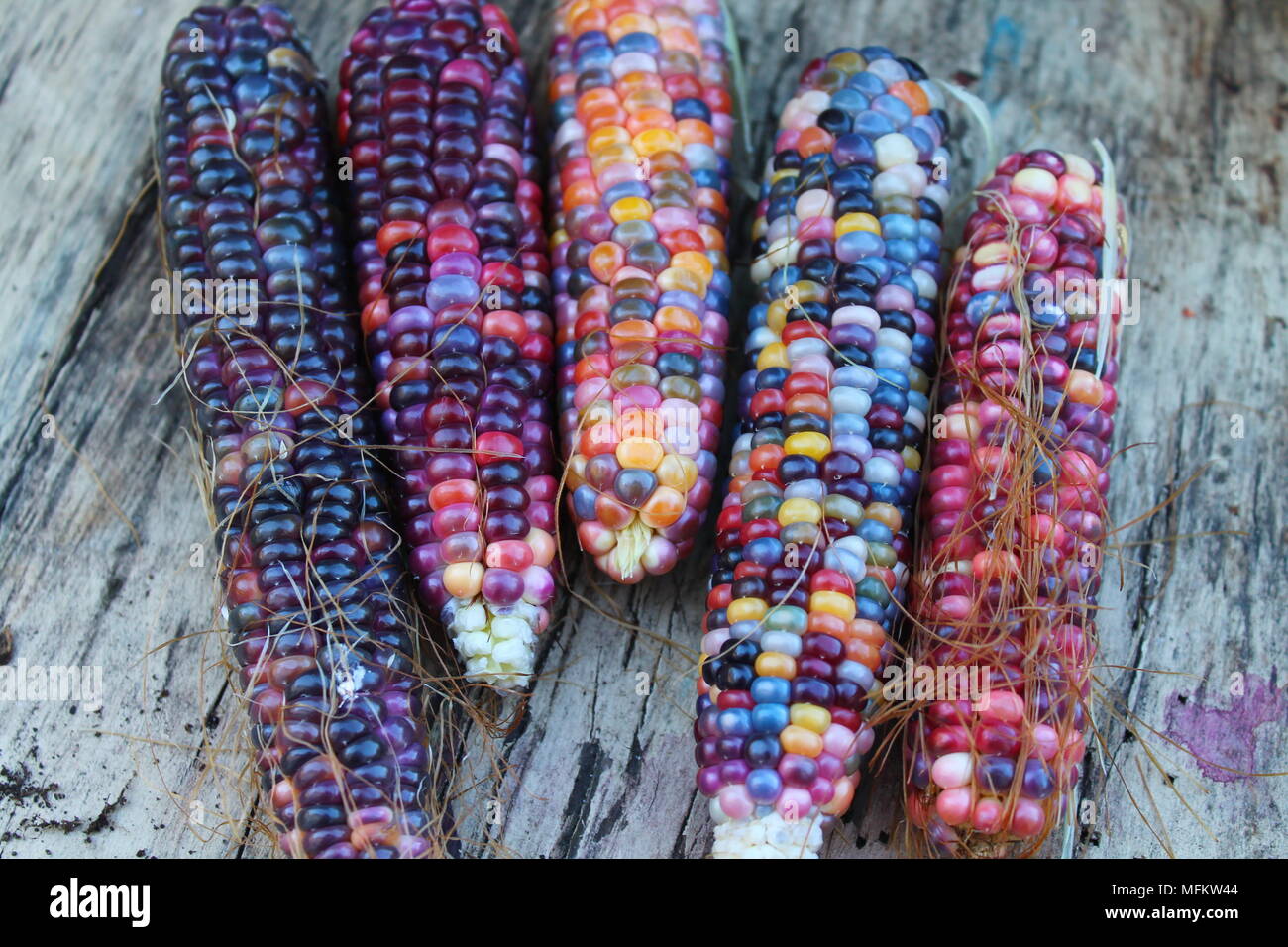 Heirloom corn hi-res stock photography and images - Alamy