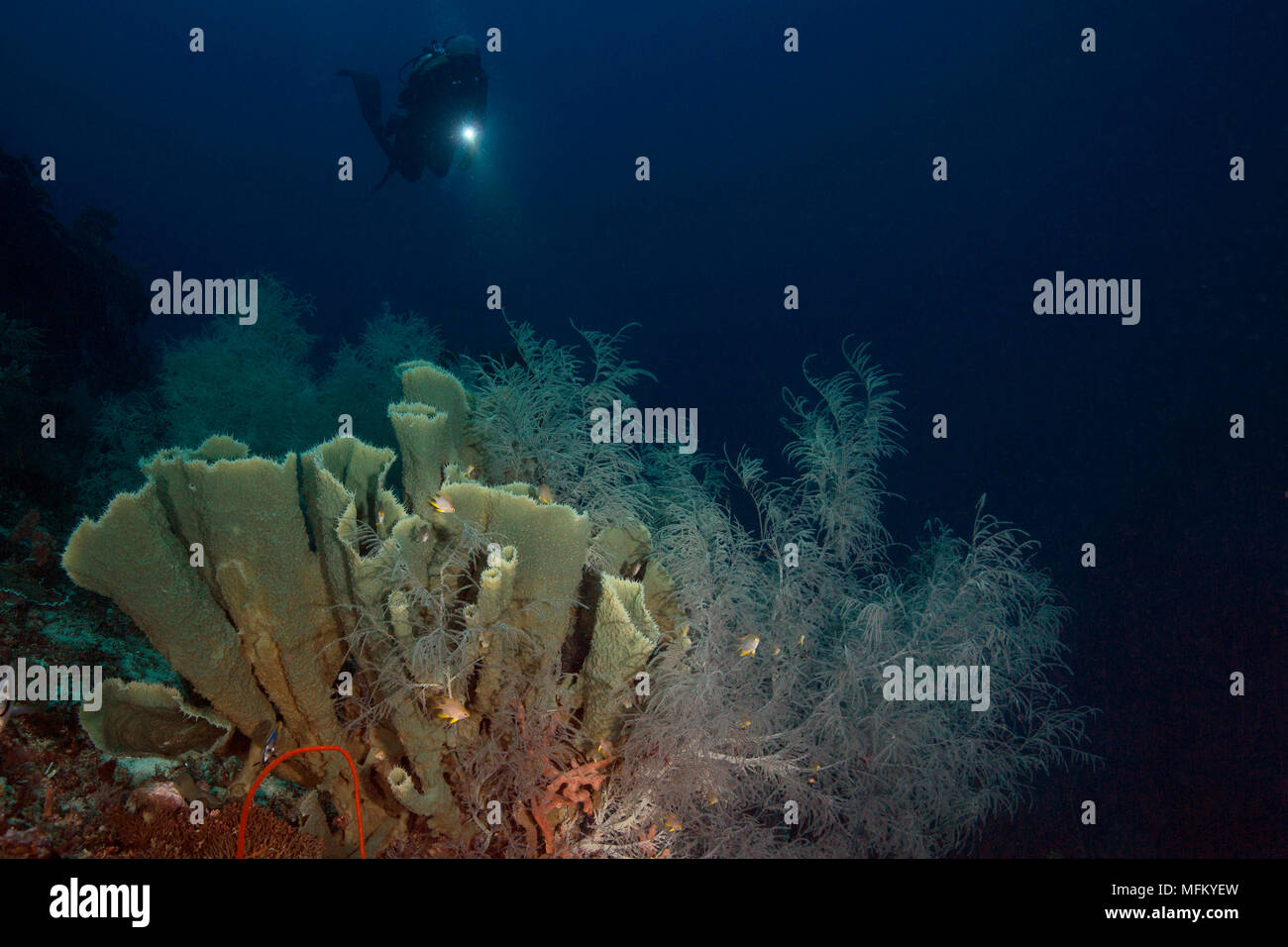 Marvelous colors and shapes of corals in the Ceram sea, Raja Ampat ...