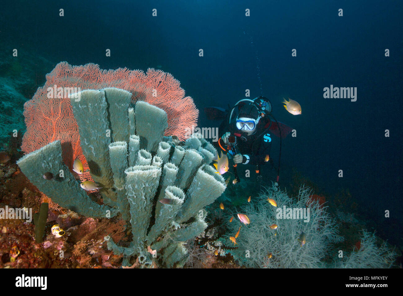 Marvelous colors and shapes of corals in the Ceram sea, Raja Ampat ...