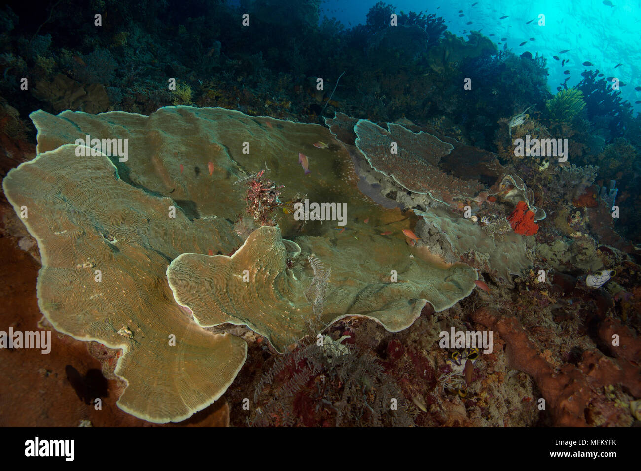 Marvelous colors and shapes of corals in the Ceram sea, Raja Ampat ...