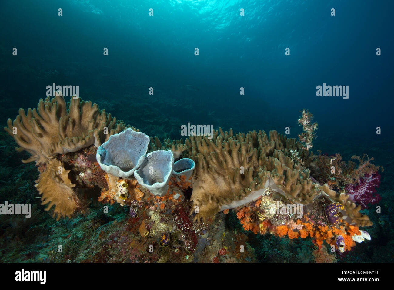 Marvelous colors and shapes of corals in the Ceram sea, Raja Ampat ...