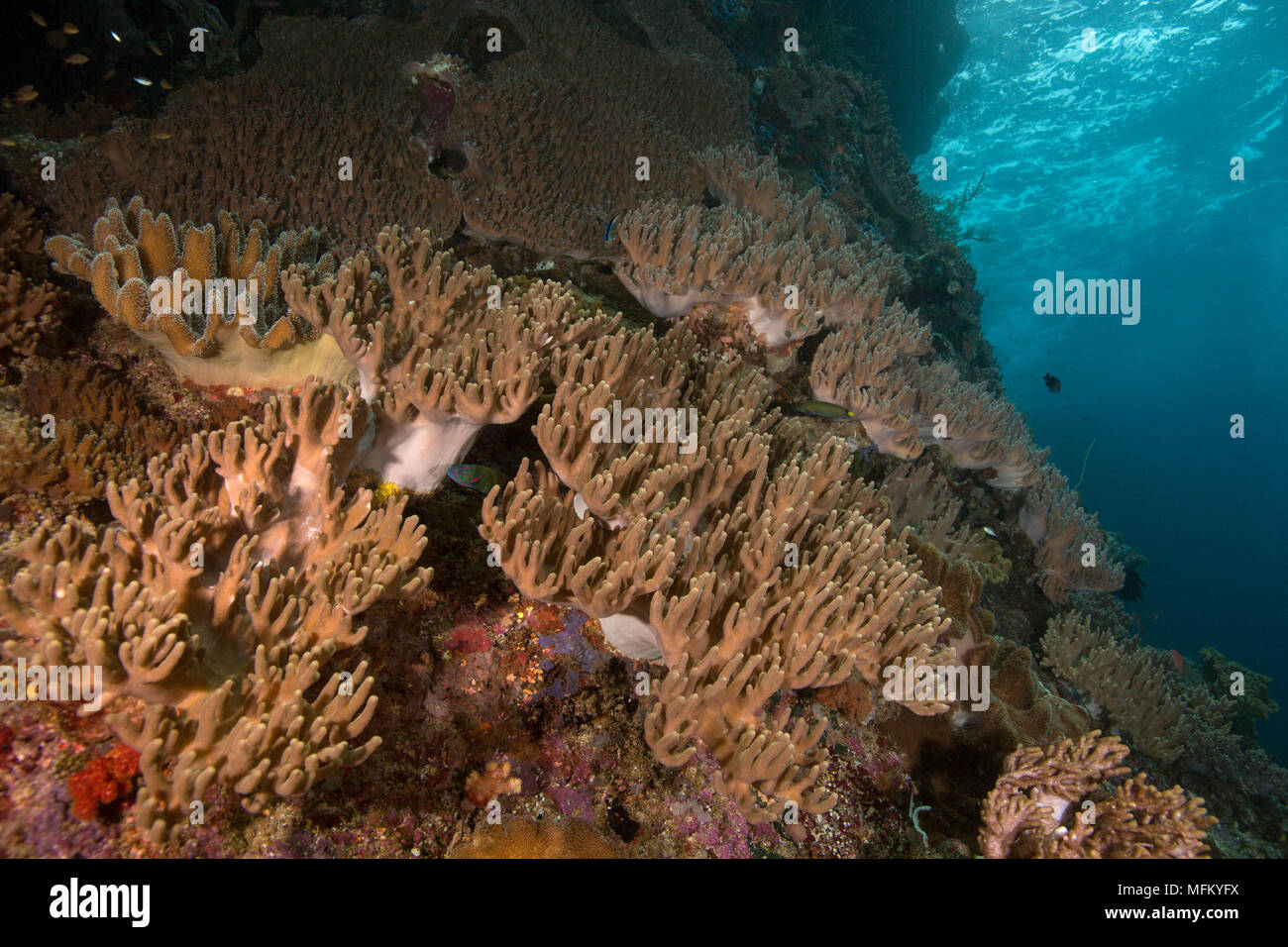 Marvelous colors and shapes of corals in the Ceram sea, Raja Ampat ...