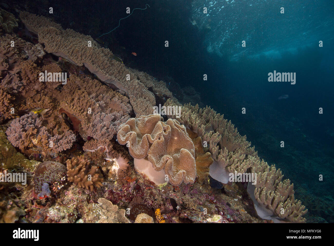 Marvelous colors and shapes of corals in the Ceram sea, Raja Ampat ...