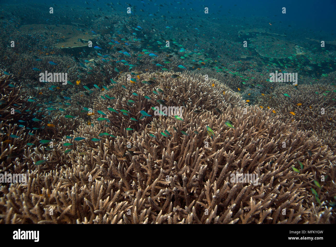 Marvelous colors and shapes of corals in the Ceram sea, Raja Ampat ...