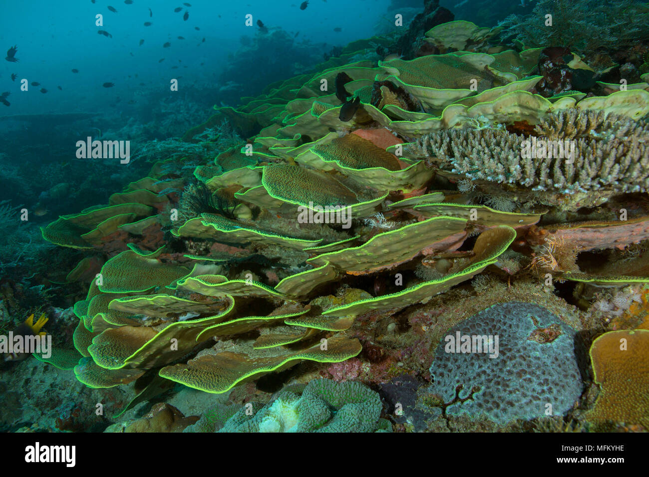 Marvelous colors and shapes of corals in the Ceram sea, Raja Ampat ...