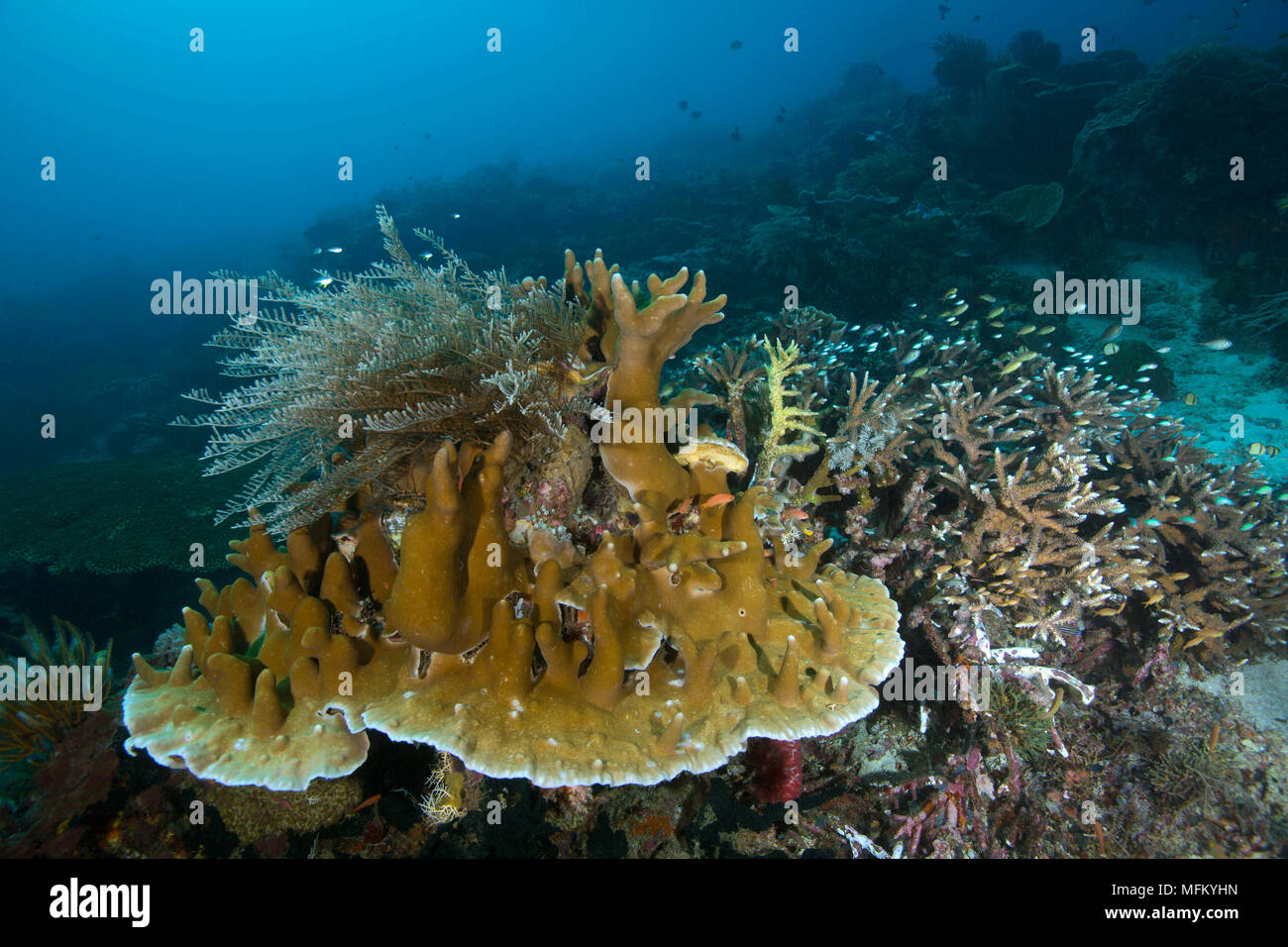 Marvelous colors and shapes of corals in the Ceram sea, Raja Ampat ...