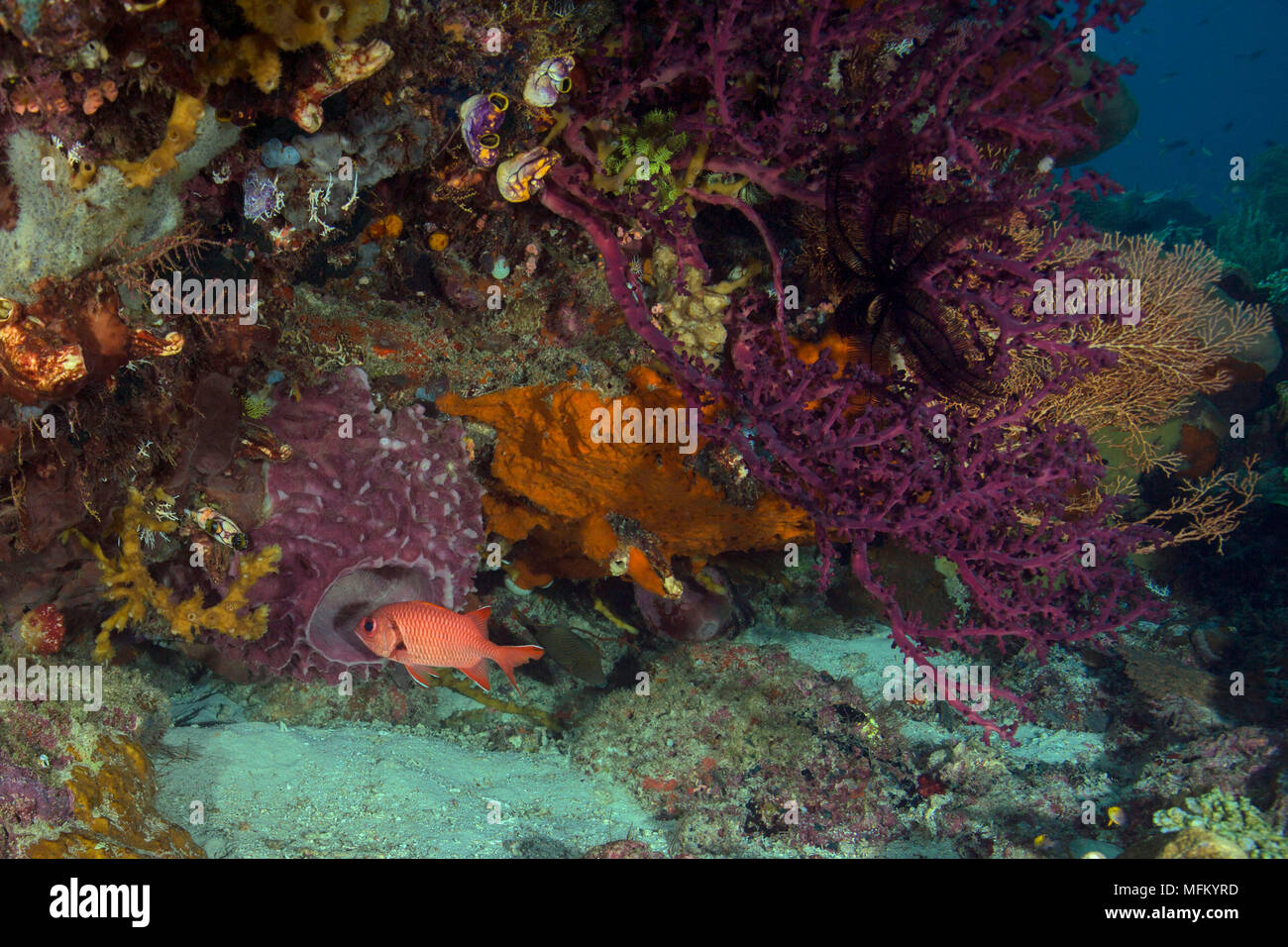 Marvelous colors and shapes of corals in the Ceram sea, Raja Ampat ...