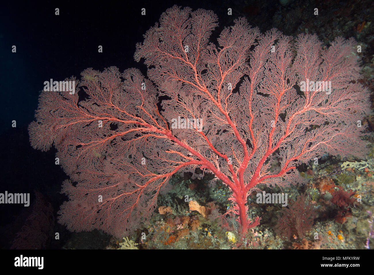 Beautiful sea fan coral hi-res stock photography and images - Alamy