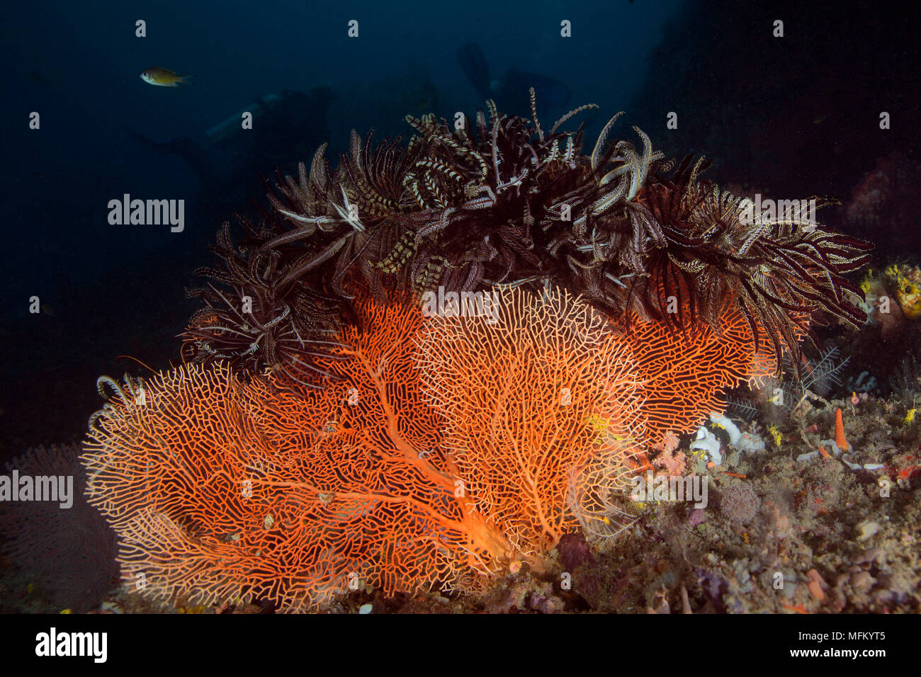 Marvelous colors and shapes of corals in the Ceram sea, Raja Ampat ...