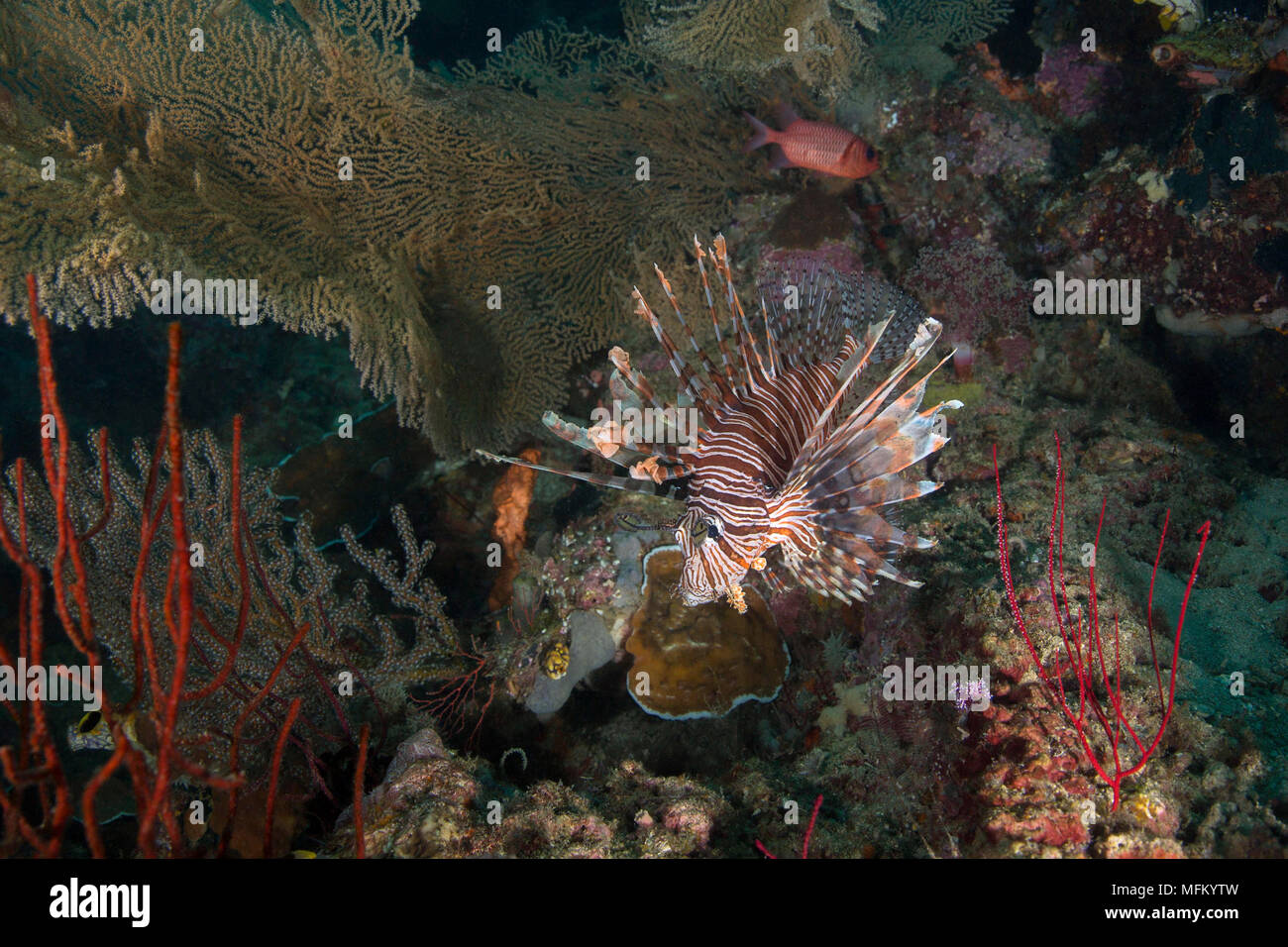 Lionfish (Pterois) and corals in the Ceram sea, Raja Ampat, West Papua ...