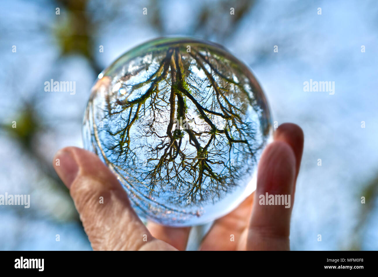 Crystal ball sphere reveals ancient tree Stock Photo - Alamy